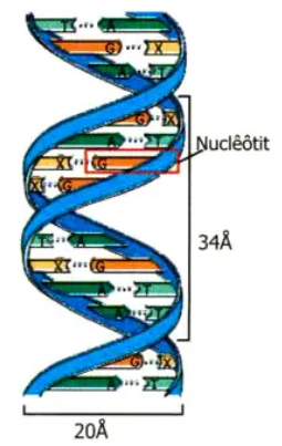 Các loại đơn phân của ADN là? 4 loại đơn phân tham gia cấu tạo ADN
